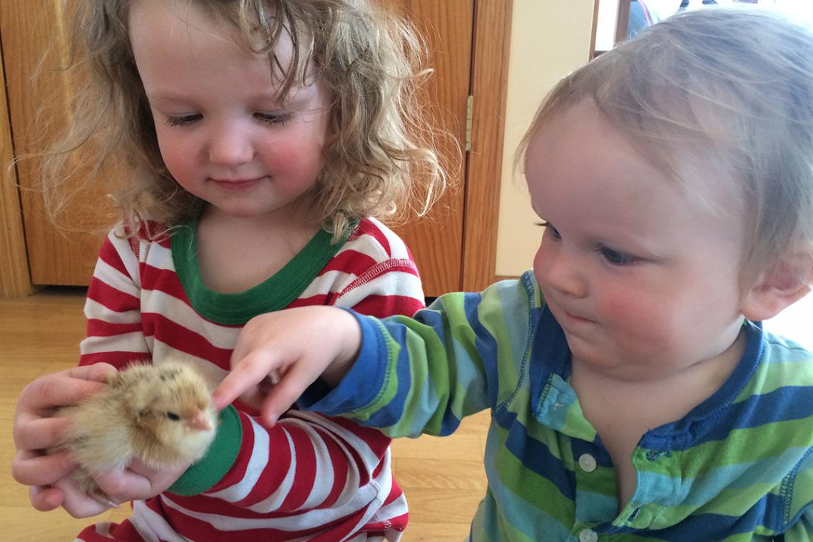 Meet the Chicks - TC.Farm - Fine Food Sustainably Raised