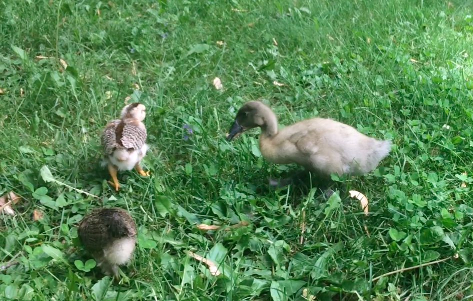 Ducklings and Chicks - TC.Farm - Fine Food Sustainably Raised