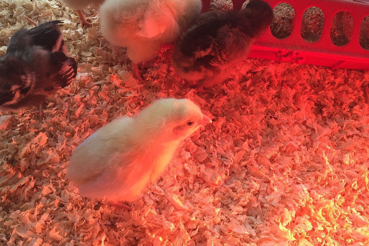 Meet the Chicks - TC.Farm - Fine Food Sustainably Raised