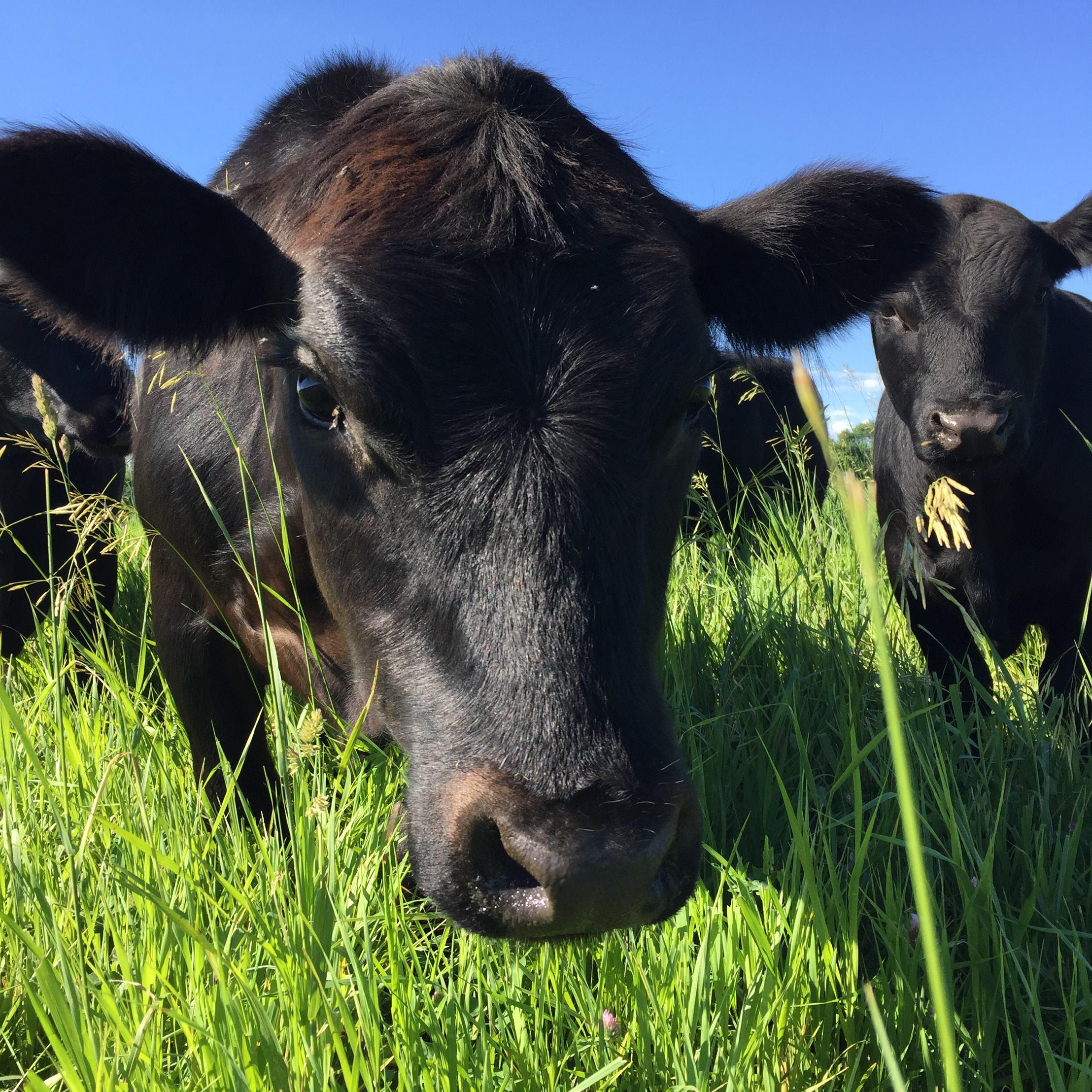 The Benefits of Rotational Grazing - TC.Farm - Fine Food Sustainably Raised