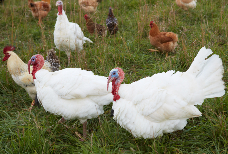 It's Time to Reserve Your Turkey! - TC.Farm - Fine Food Sustainably Raised