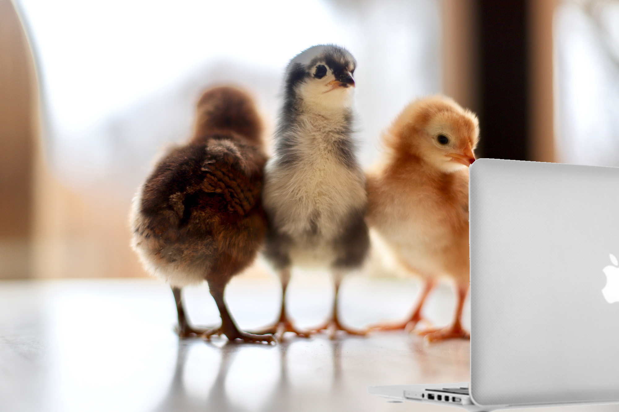 Meet the Chicks! This Year Going Virtual! - TC.Farm - Fine Food ...